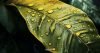 Leaf Symbolism & Meaning - Symbolopedia