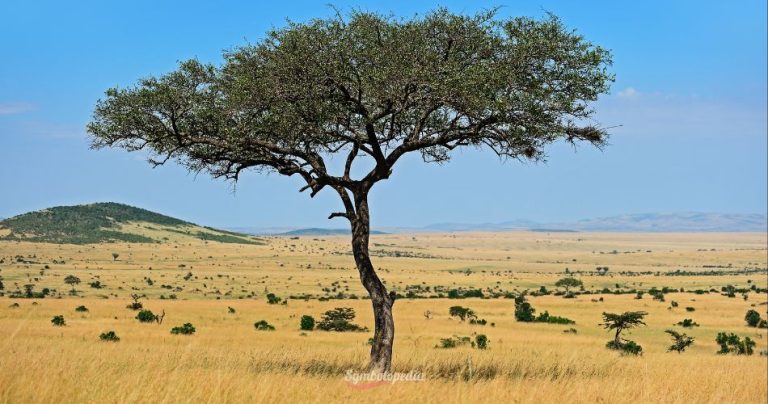Savanna Symbolism & Meaning - Symbolopedia