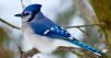 Blue Jay Symbolism & Meaning - Symbolopedia