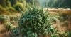 Weeds Symbolism & Meaning - Symbolopedia