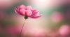 Pink Flower Symbolism & Meaning - Symbolopedia