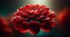 Red Flower Symbolism & Meaning - Symbolopedia