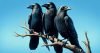 Three Crows Symbolism & Meaning - Symbolopedia