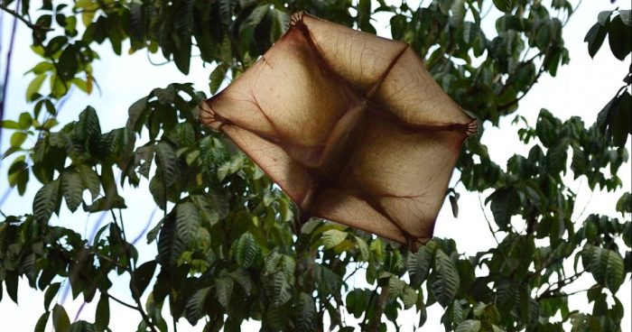 Colugo Symbolism & Meaning - Symbolopedia