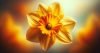 Daffodil Symbolism & Meaning - Symbolopedia