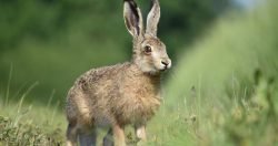Hare Symbolism & Meaning - Symbolopedia