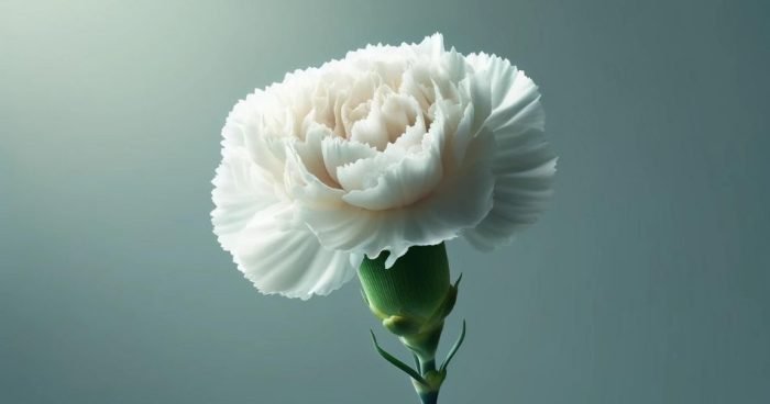 White Carnation Symbolism & Meaning - Symbolopedia