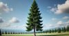 Pine Tree Symbolism & Meaning - Symbolopedia