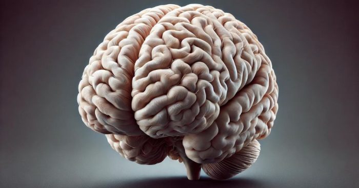 Brain Symbolism & Meaning - Symbolopedia